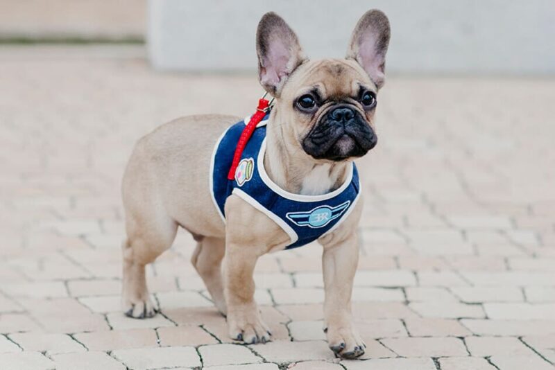 Luxury designer dog harnesses and leads | Made in UK