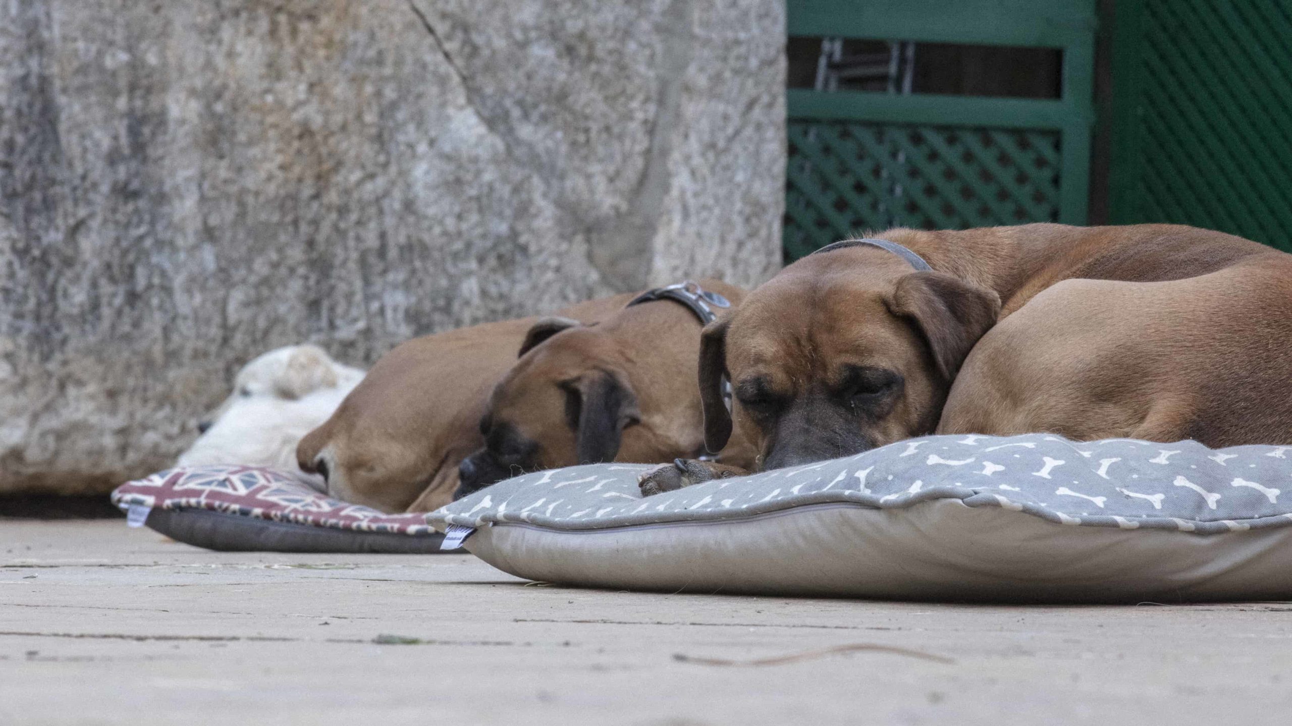 Lebanon Dog Shelter; a customer who is making a difference. - The ...