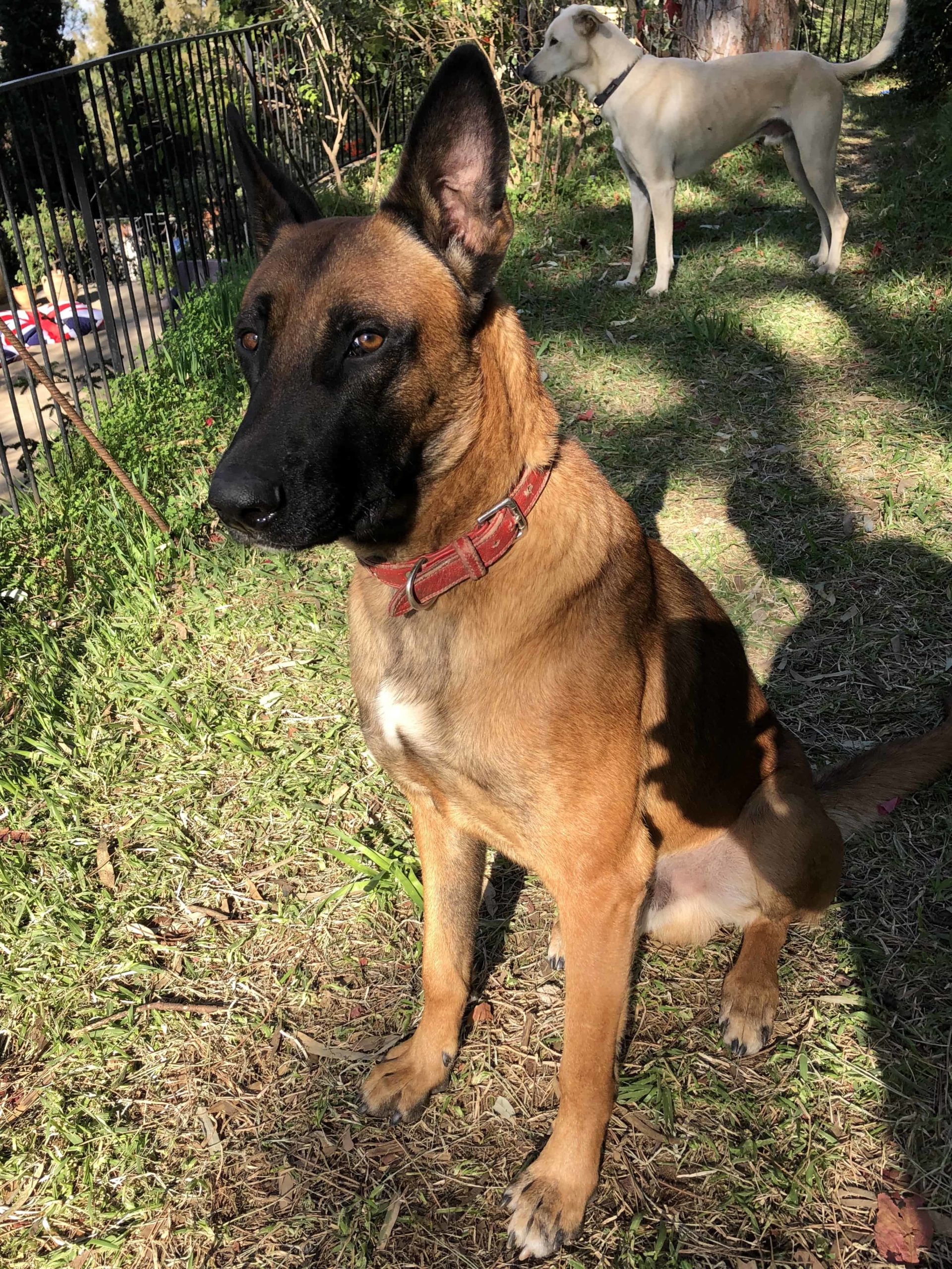 Lebanon Dog Shelter; a customer who is making a difference. - The ...